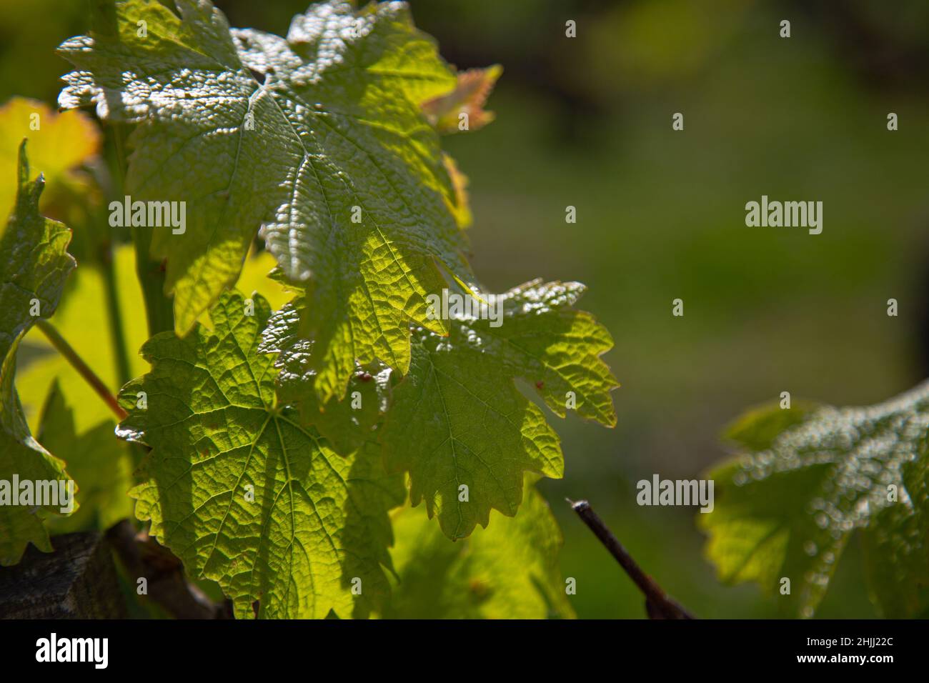grape vine leaves in spring with copy space Stock Photo - Alamy