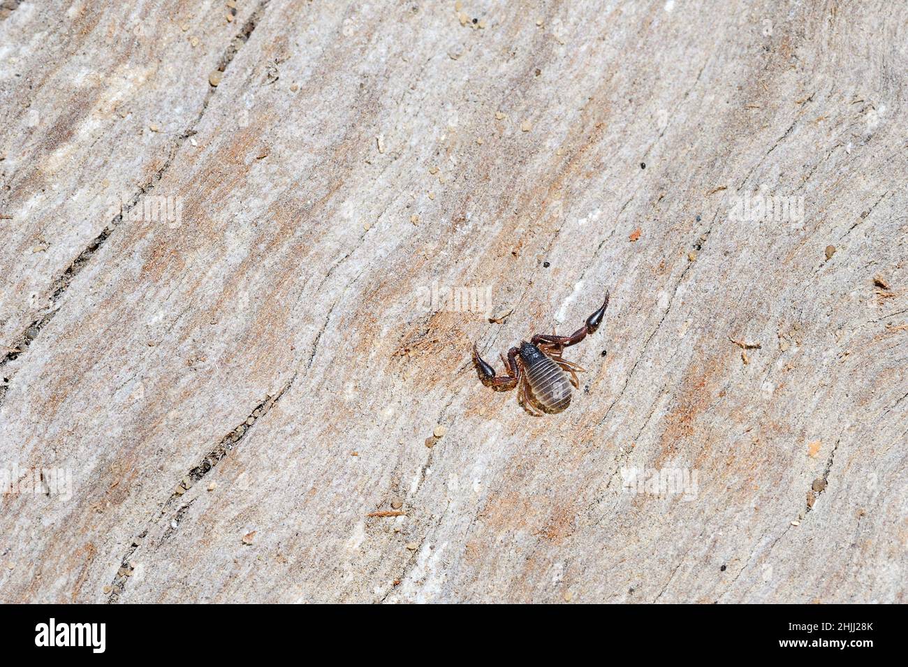 Closeup of the nature of Israel - Pscudoscorpions on the tree Stock ...