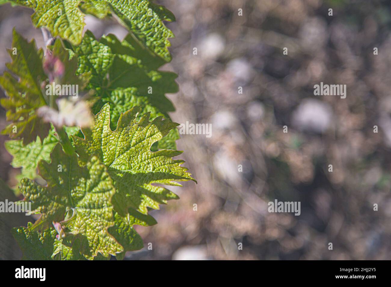 Grape vine leaves up close with Copy Space Stock Photo - Alamy
