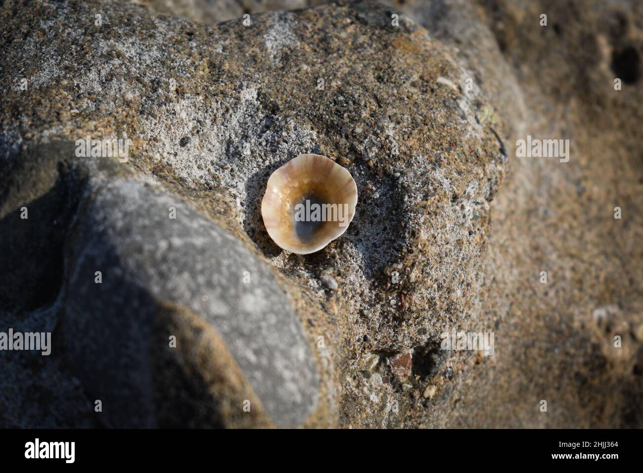 Barnacle rocks hi-res stock photography and images - Alamy