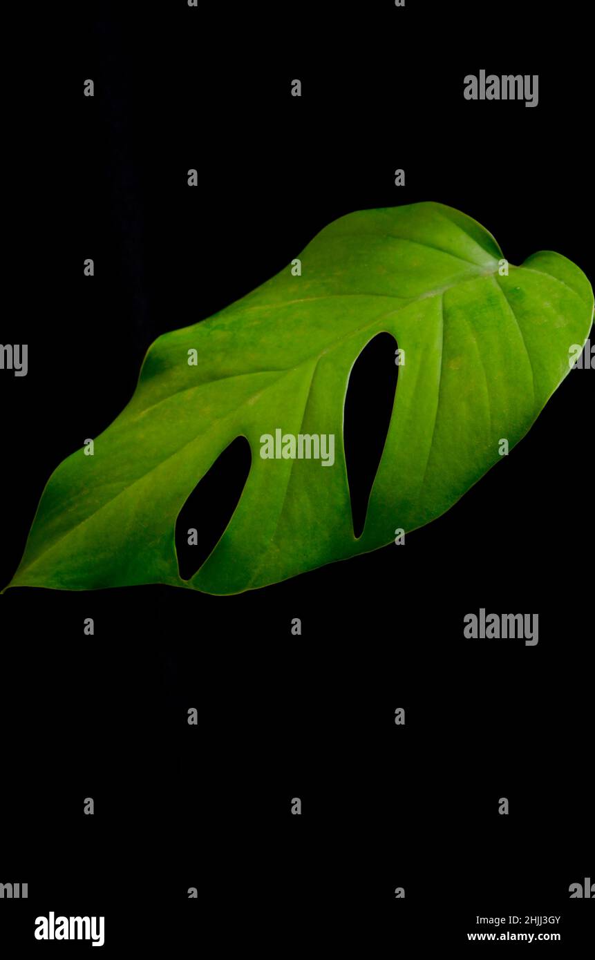 Monstera pertusa hi-res stock photography and images - Alamy