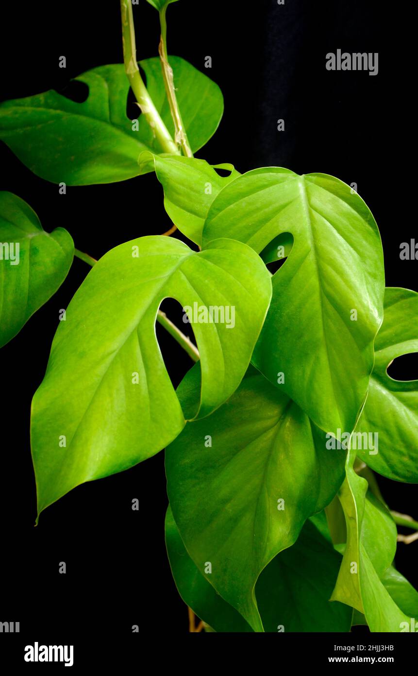 art of Monstera Rhaphidophora pertusa leaf Stock Photo - Alamy