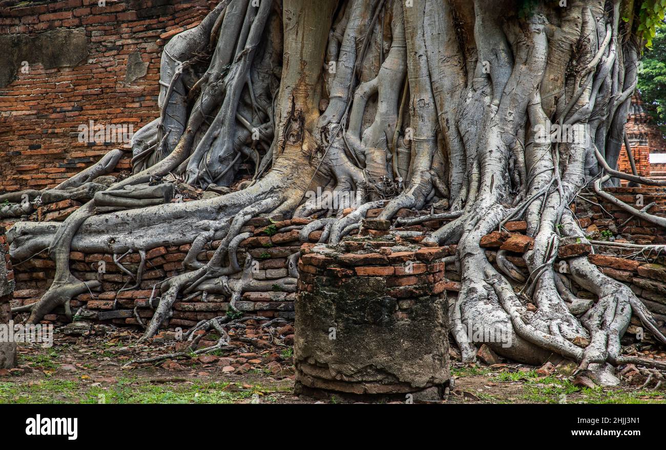 The pattern of tree roots growing on the old red brick wall of ...