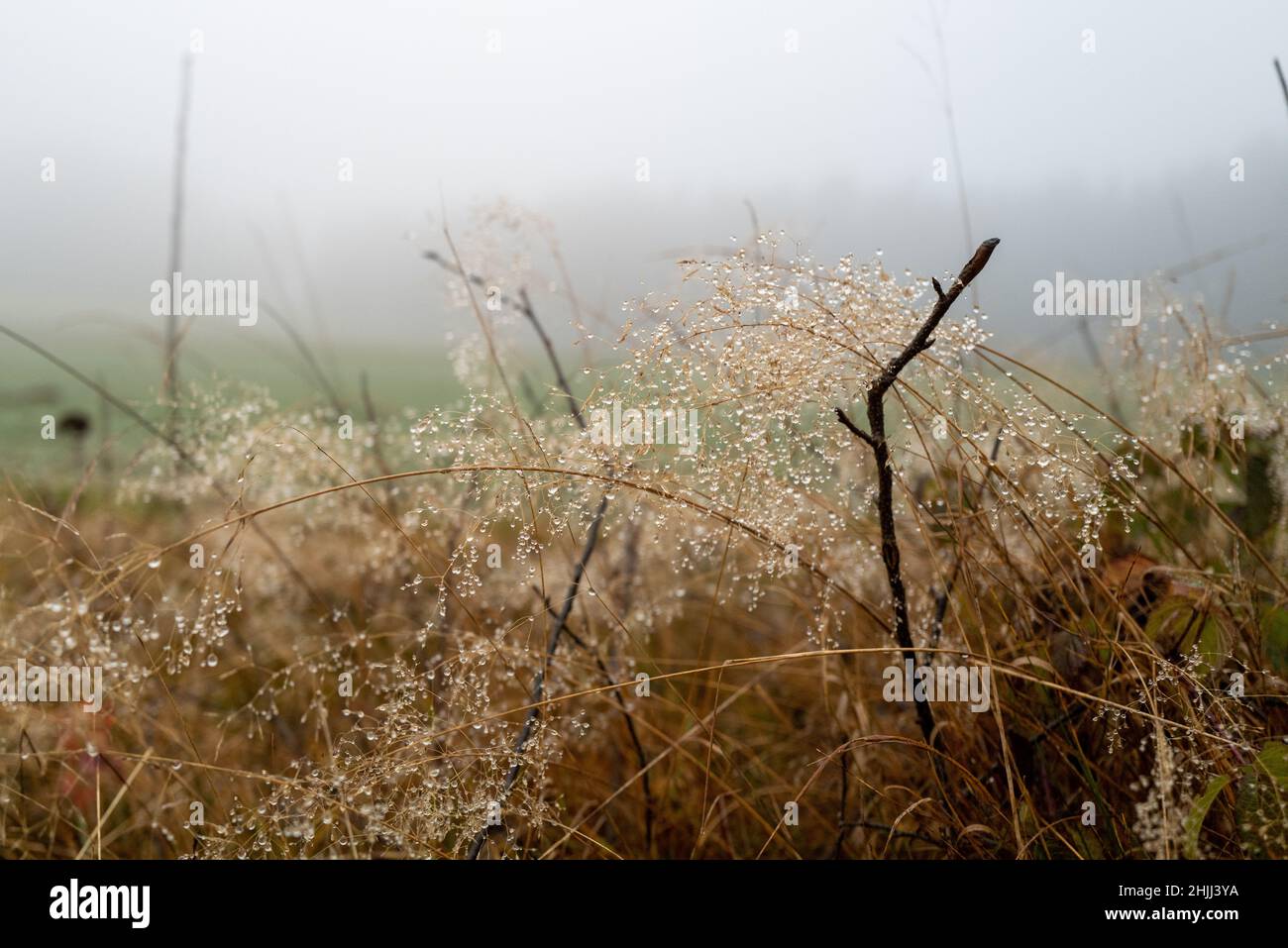 Many drops of water have formed on a bush in the morning mist Stock ...