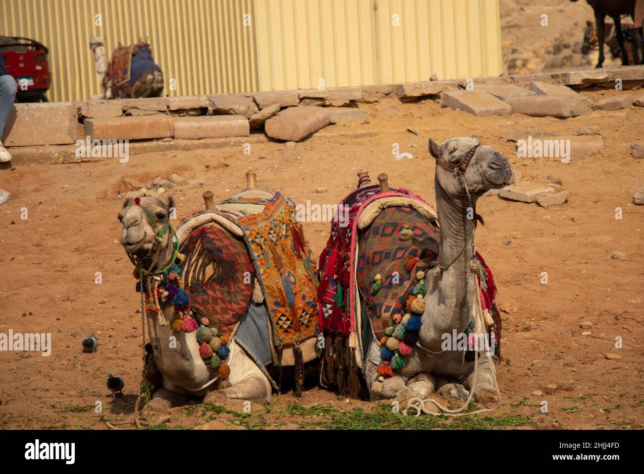 Scenic view of two camels sitting on the ground in a desert Stock Photo ...
