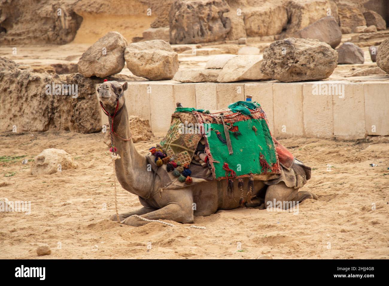 Scenic view of a camel sitting on the ground in a desert Stock Photo ...
