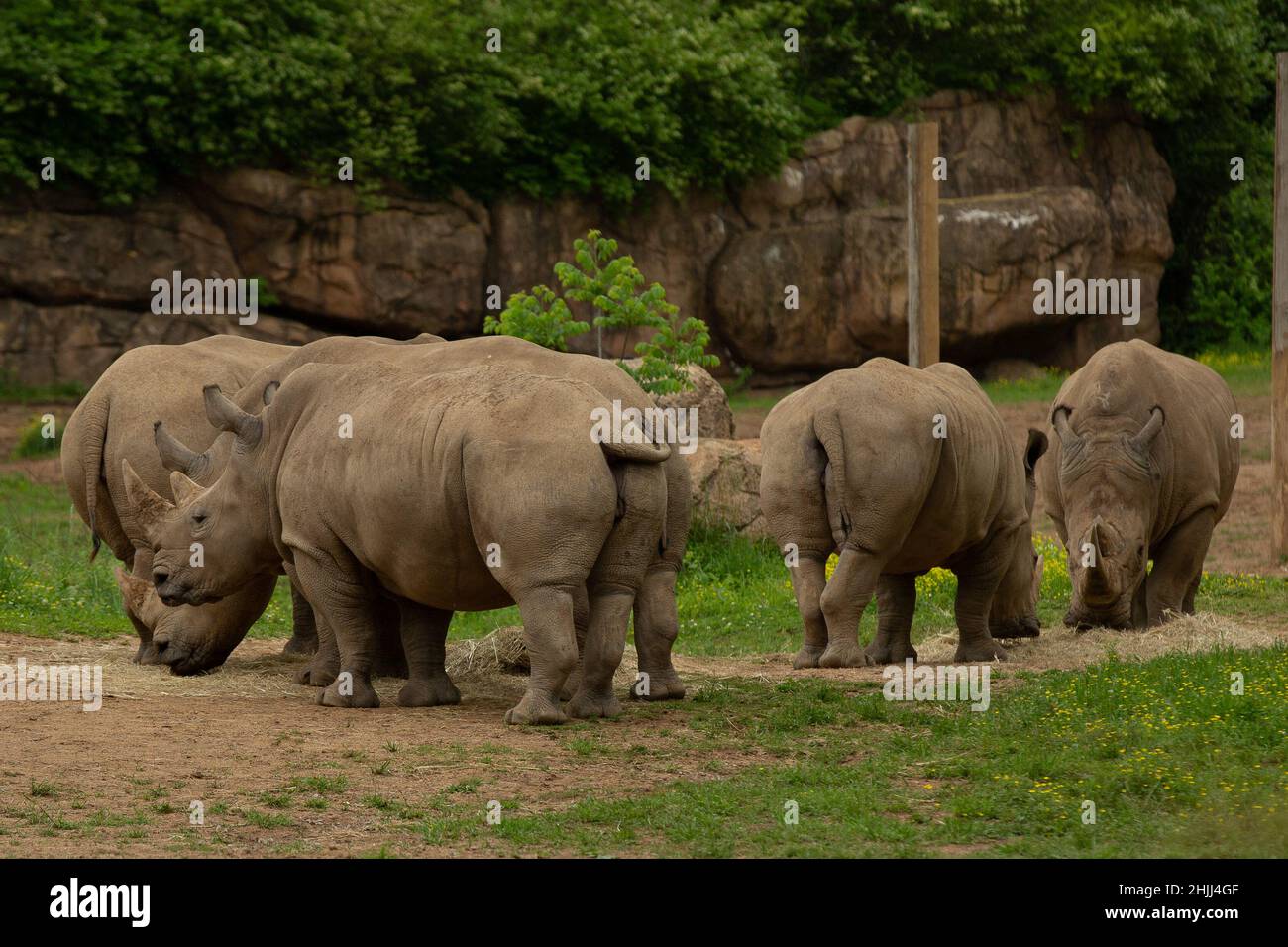 Group of rhino in a natural environment Stock Photo - Alamy