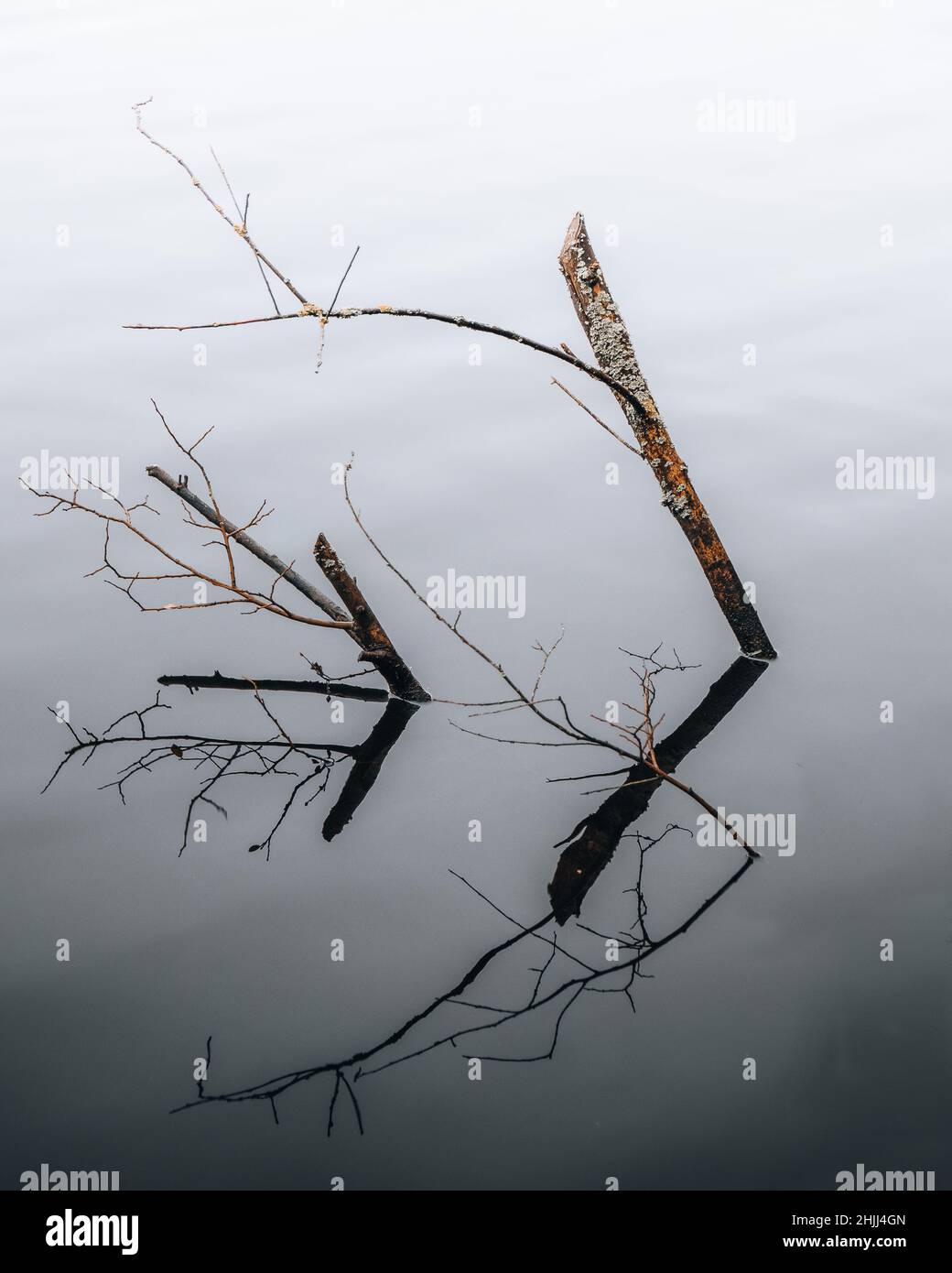 Tree branches with reflection on water Stock Photo - Alamy