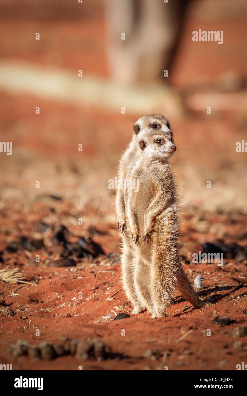 Family of meerkats hi-res stock photography and images - Alamy