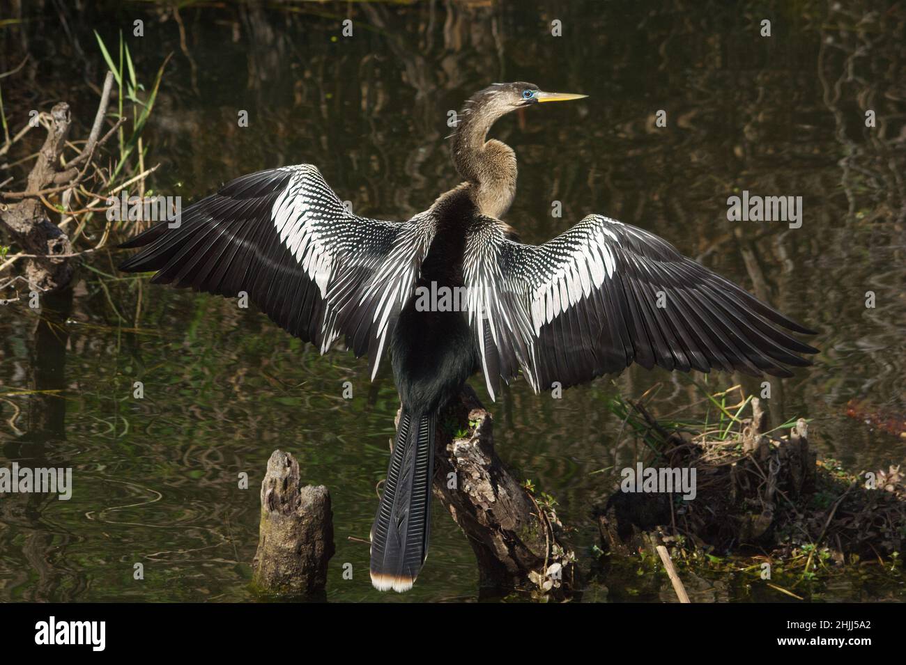 Anhinga drying its wings, Florida Everglades, USA Stock Photo - Alamy