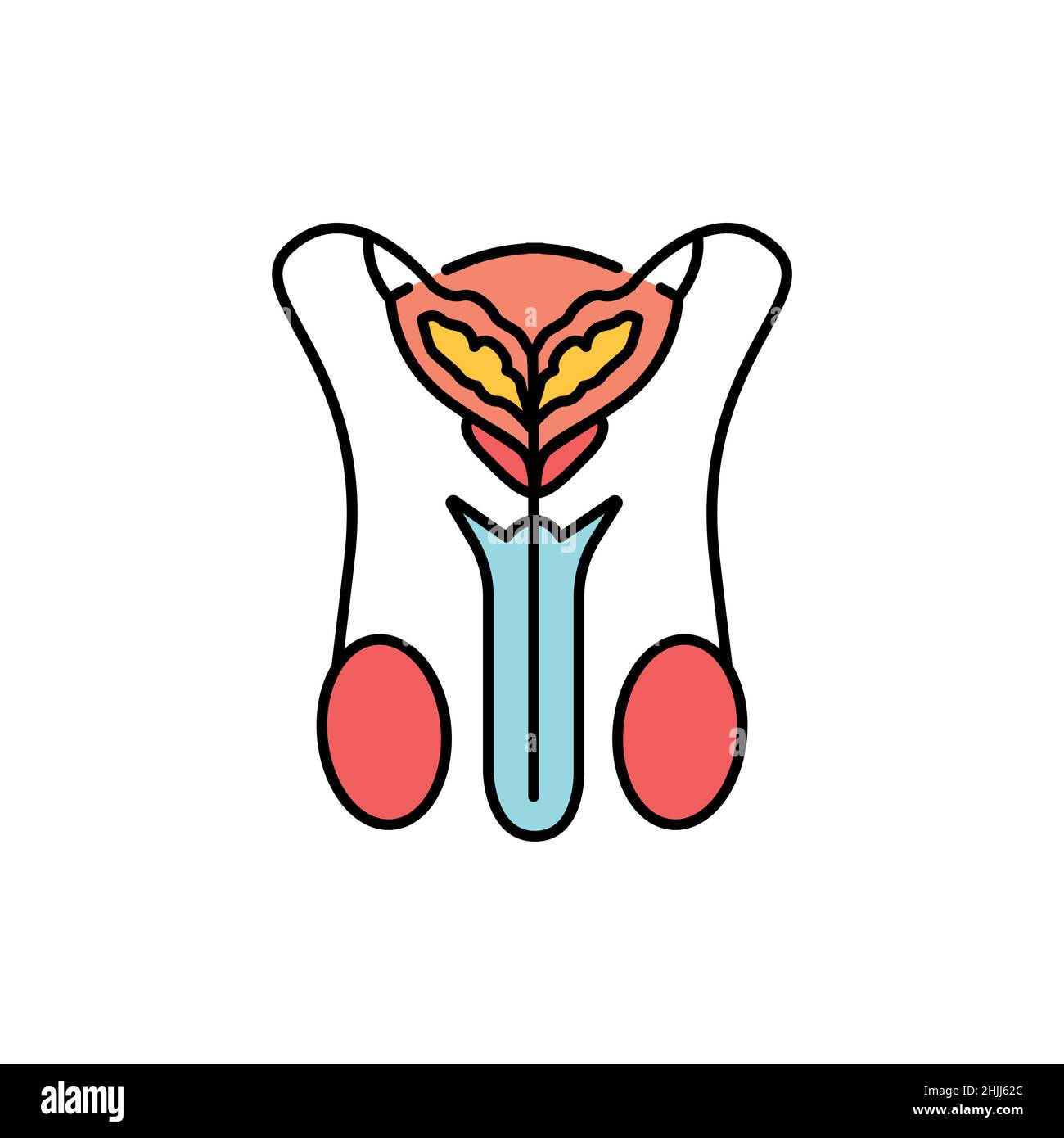 Male urinary system color line icon. Pictogram for web page, mobile app ...