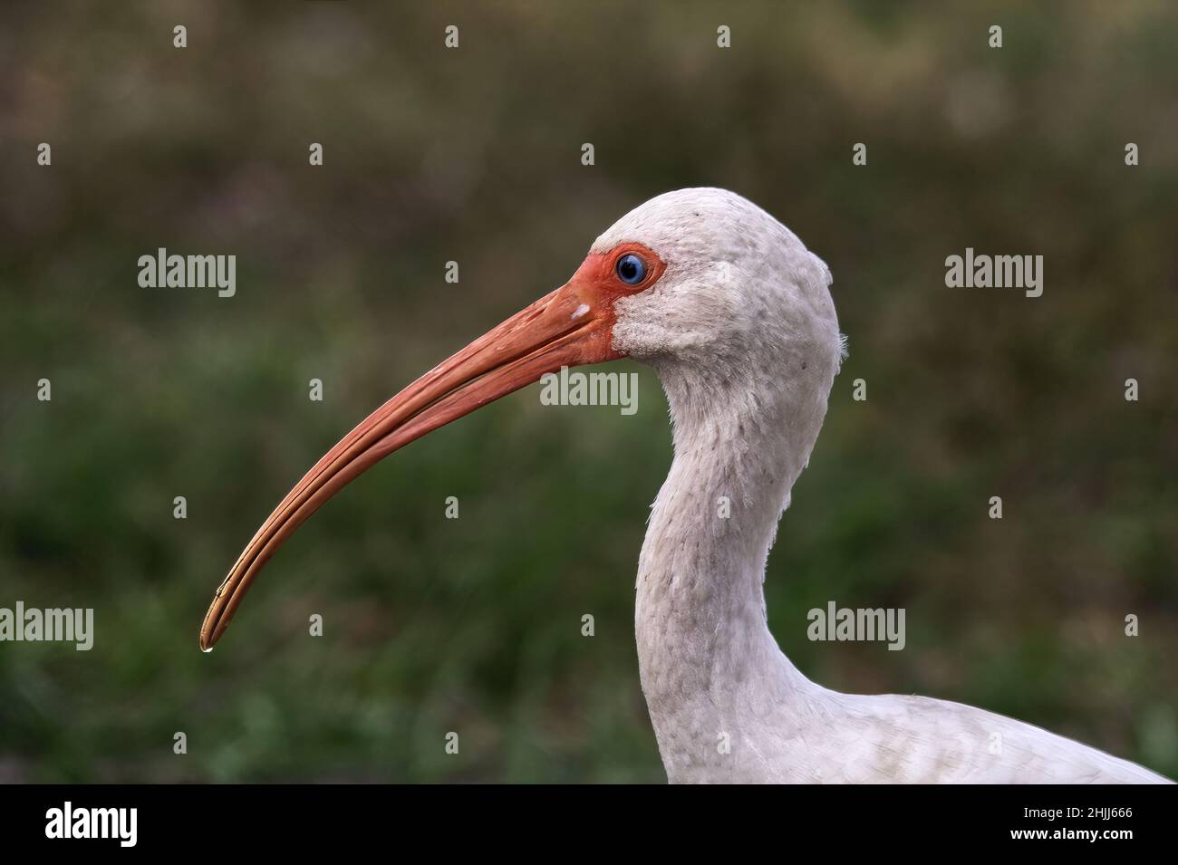 Portrait of the head of an American White Ibis, Eudocimus albus Stock ...