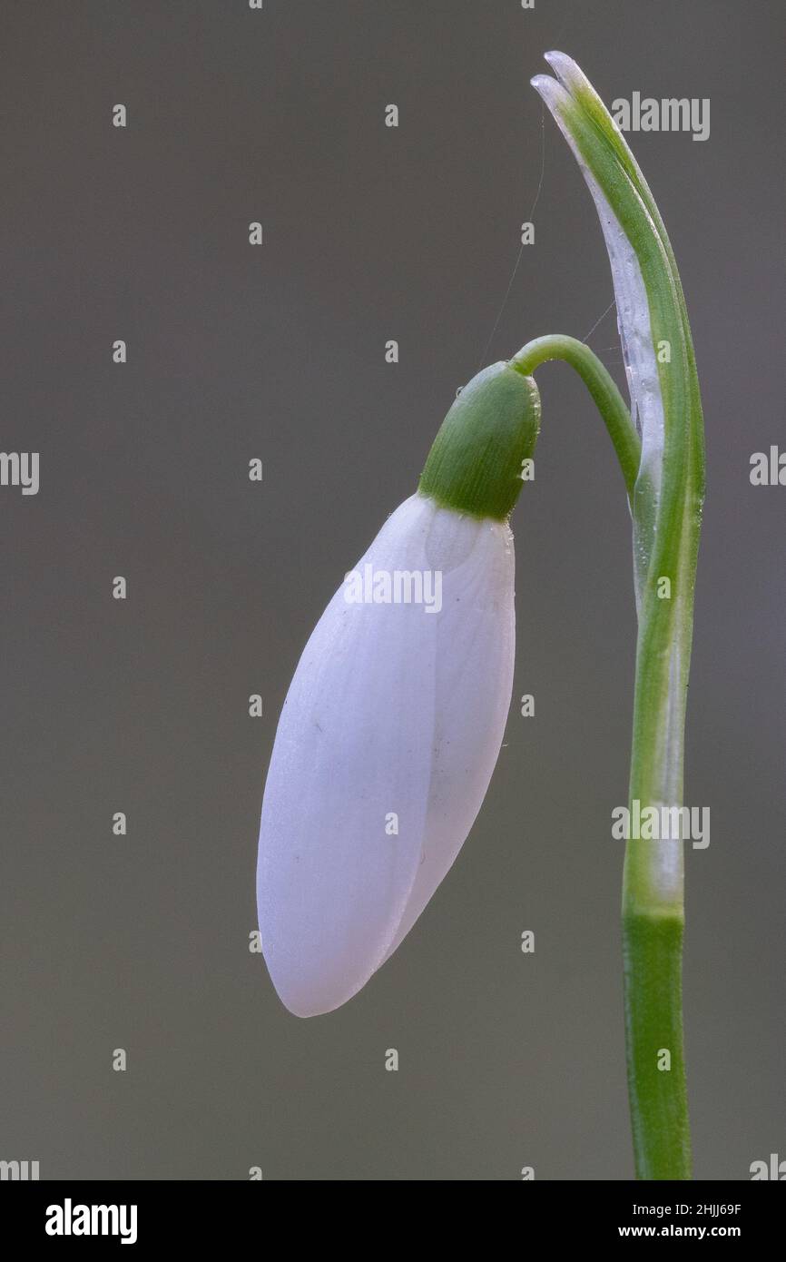 A single snowdrop in Southampton Old Cemetery Stock Photo - Alamy