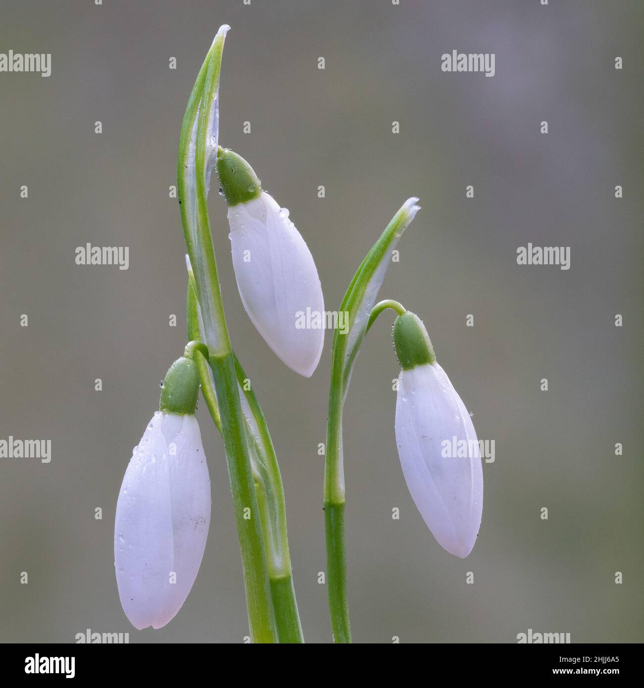 Three snowdrops in Southampton Old Cemetery Stock Photo - Alamy