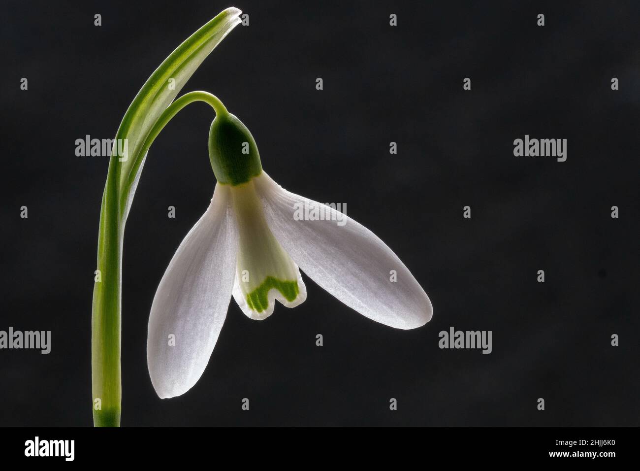 Snowdrop in cemetery hi-res stock photography and images - Alamy