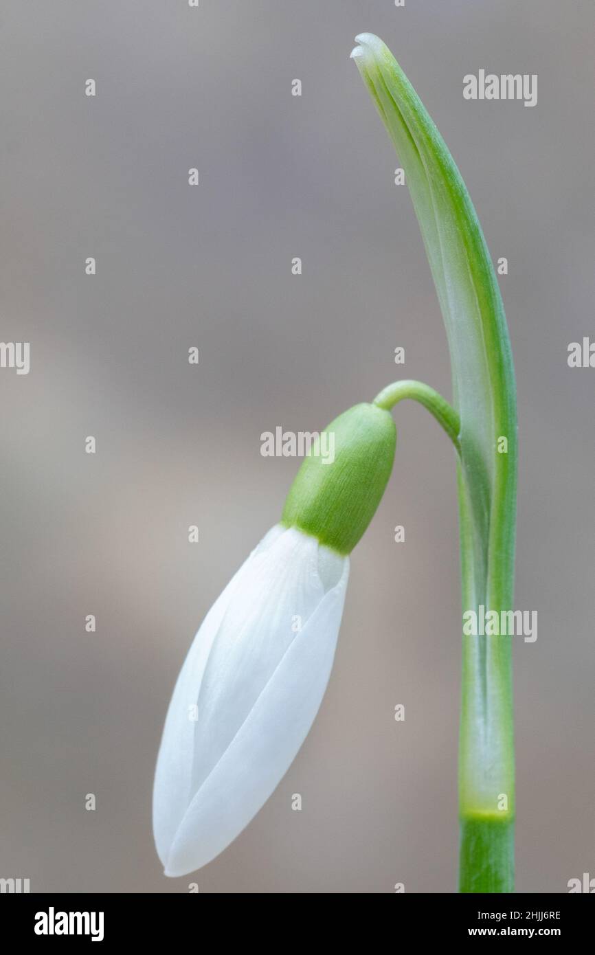 Snowdrop southampton old cemetery hi-res stock photography and images ...