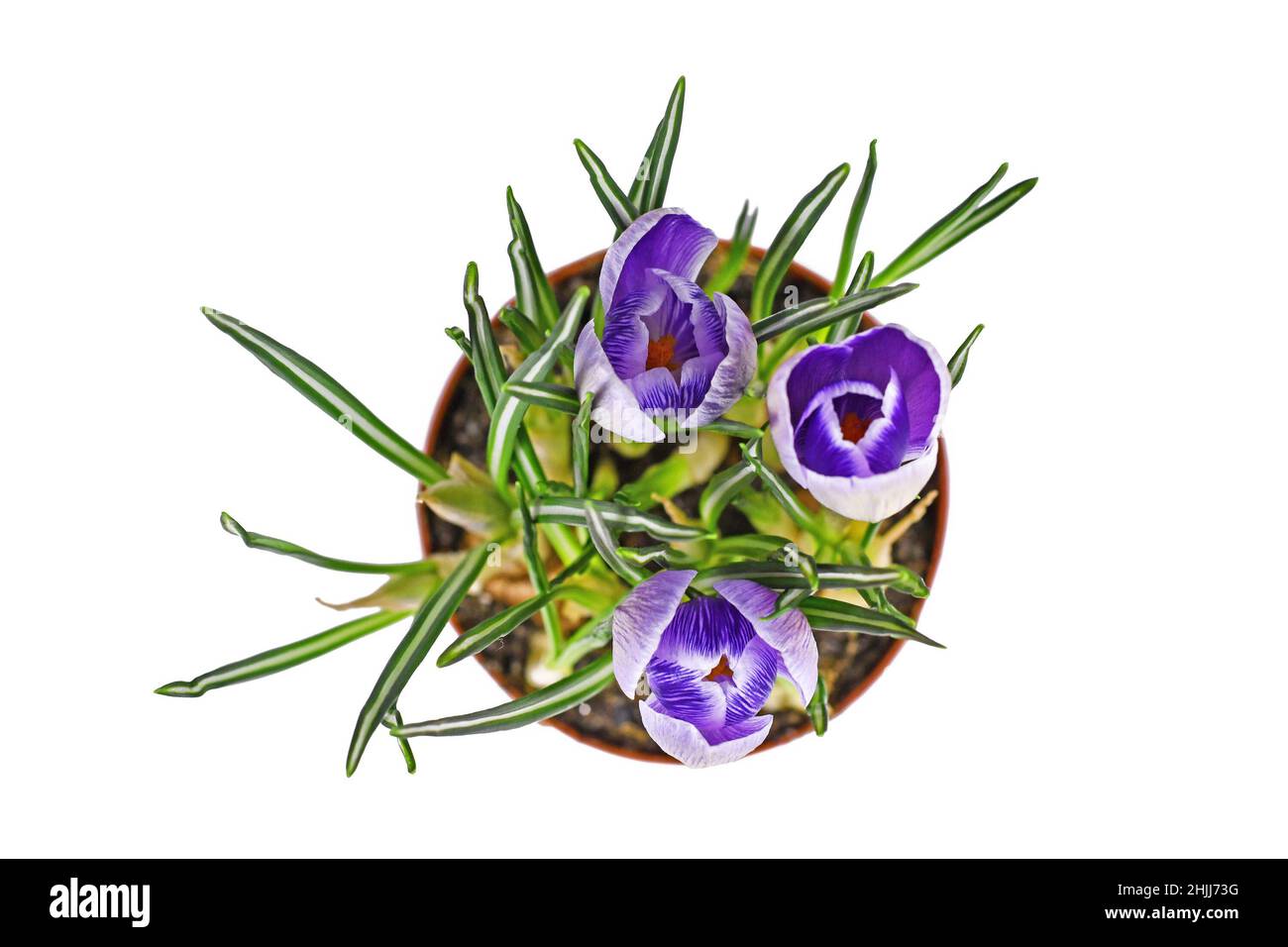 Top view of potted 'Crocus Vernus' spring flowers on white background ...