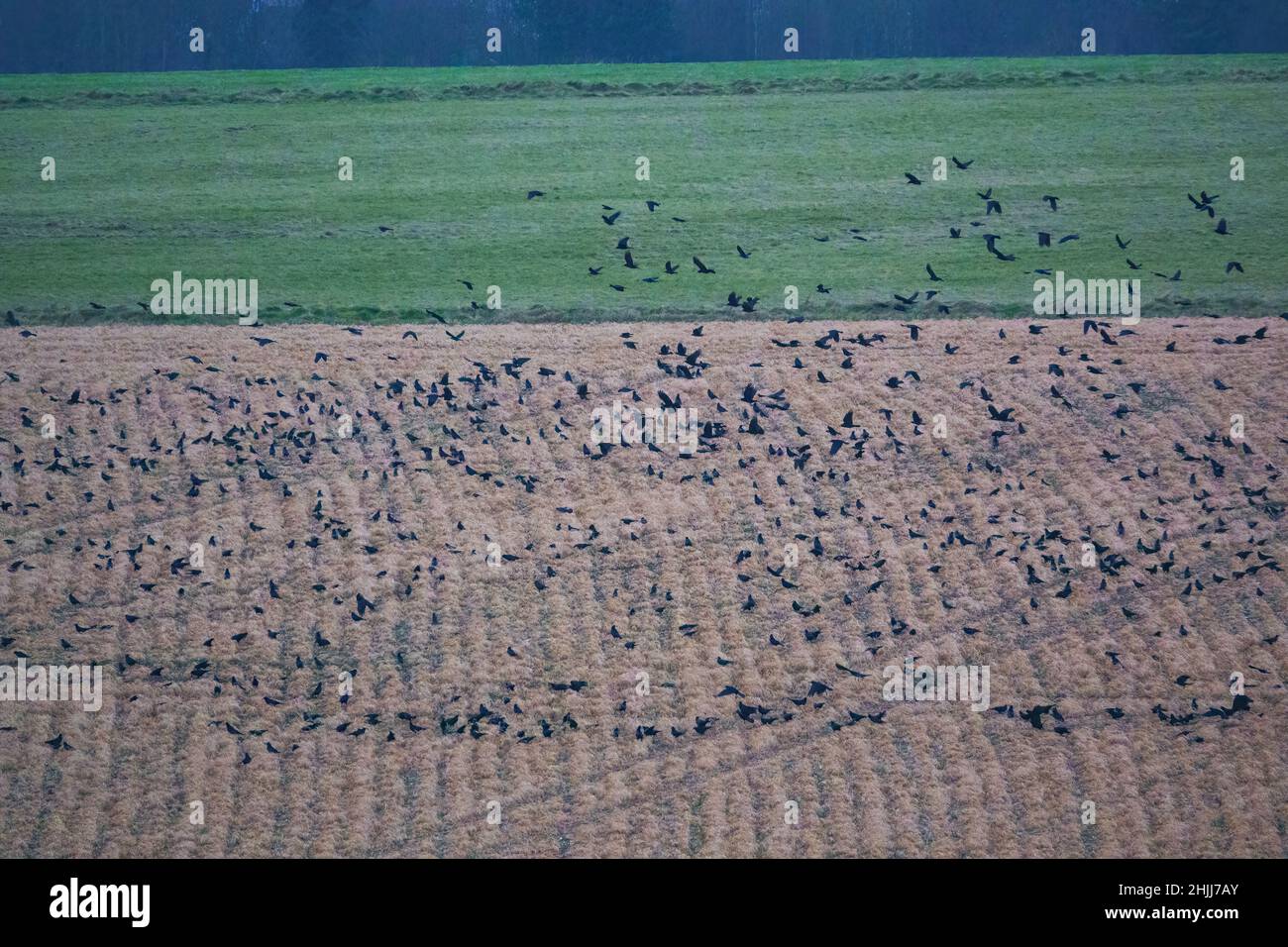Carrion crow flock uk hi-res stock photography and images - Alamy