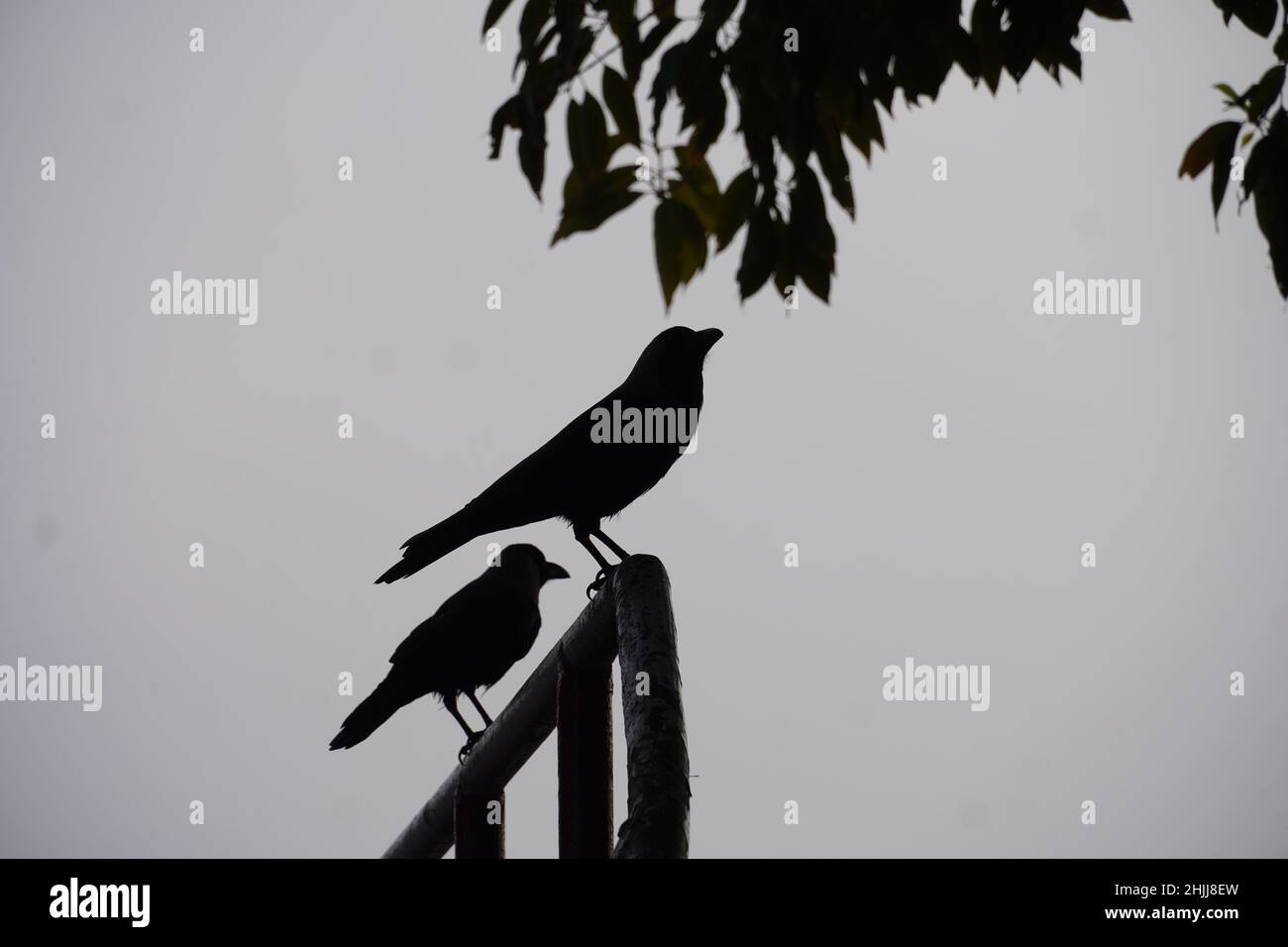 a crow on a tree Stock Photo - Alamy