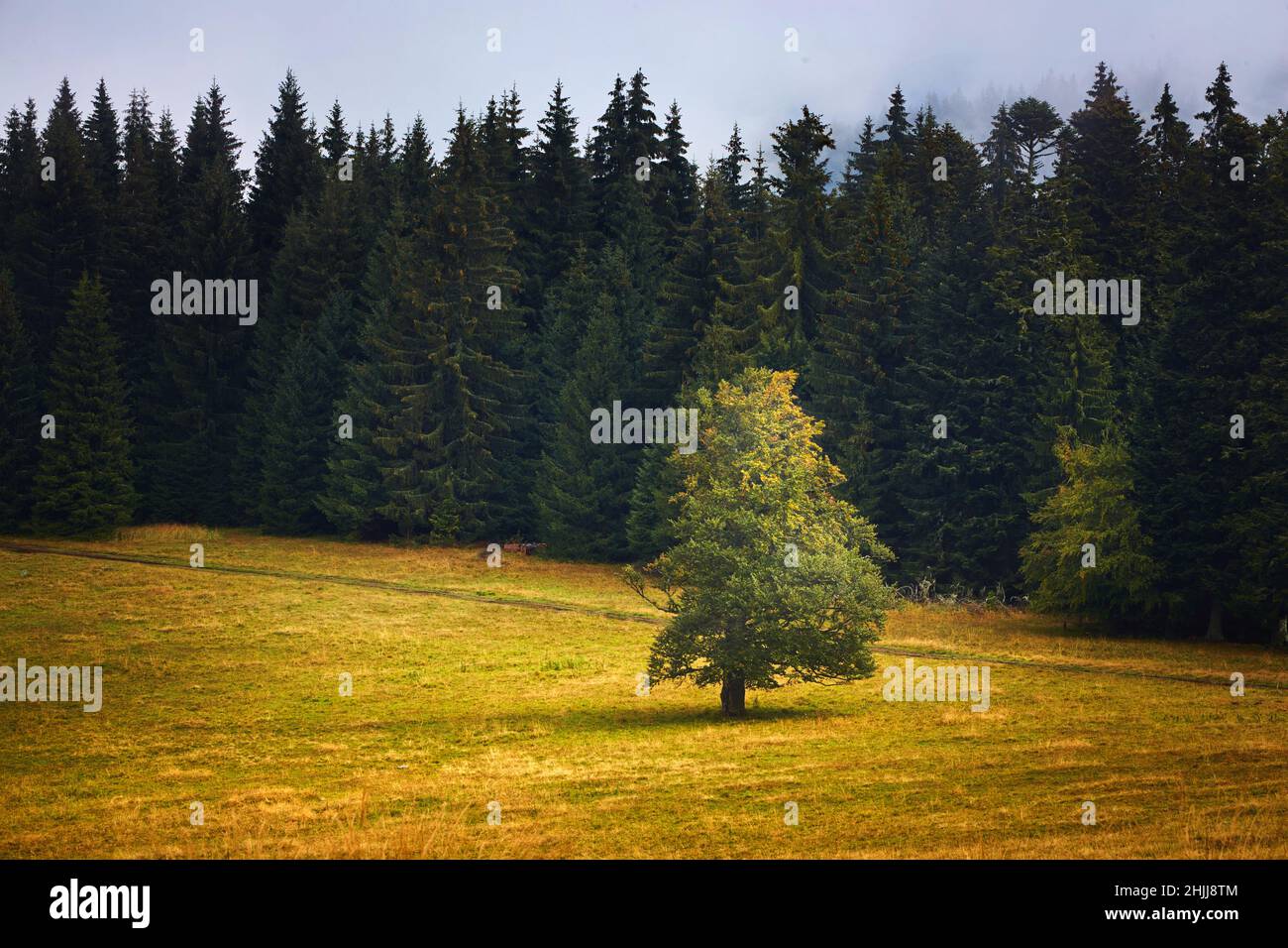 Massive fir tree hi-res stock photography and images - Alamy