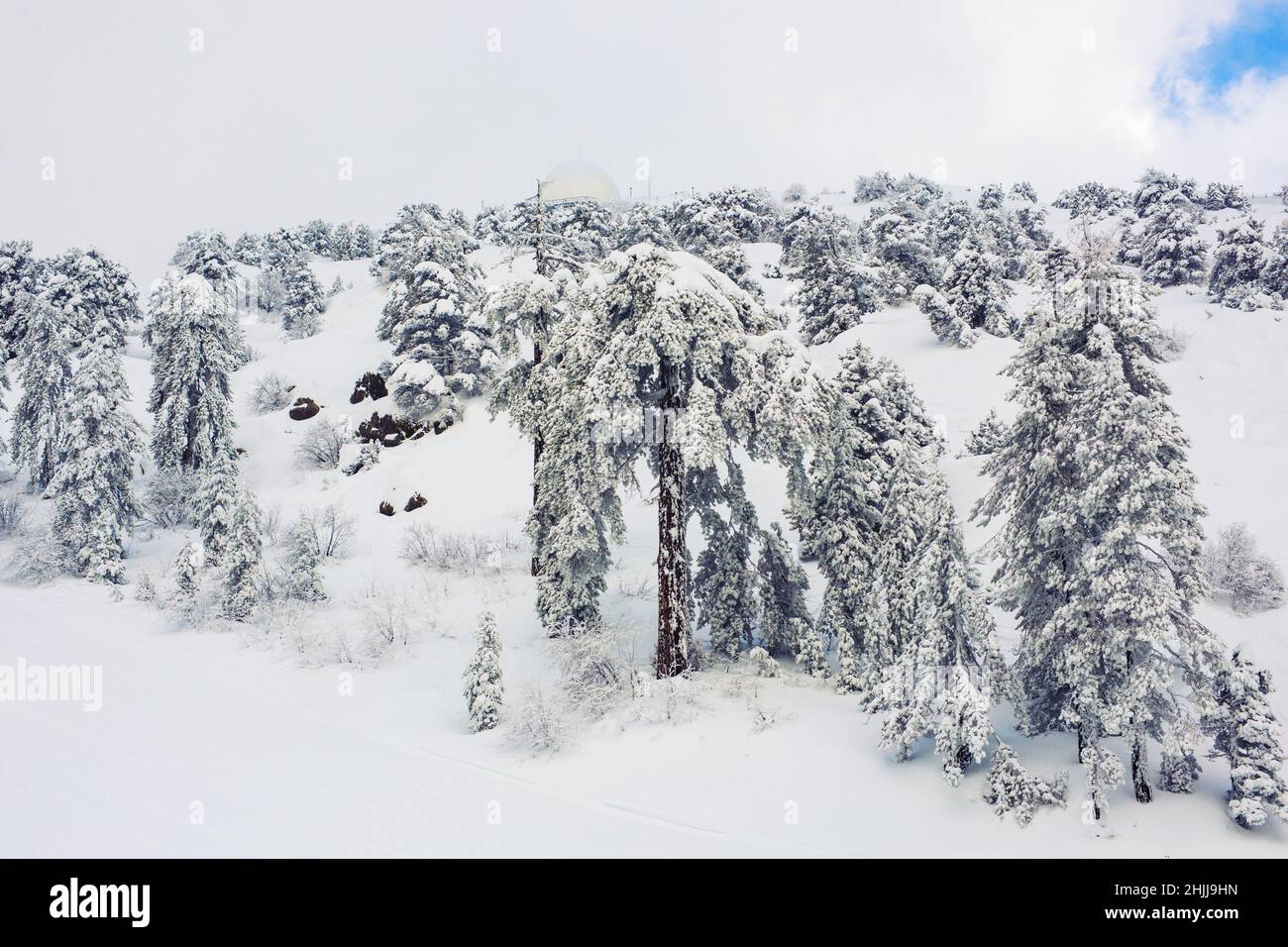 Winter forest with snow on trees and floor Stock Photo - Alamy