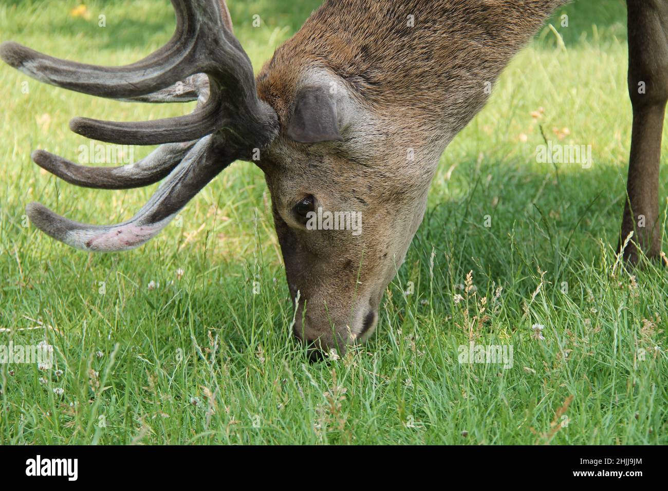 The Head of a Large Red Deer with Antlers Stock Photo - Alamy