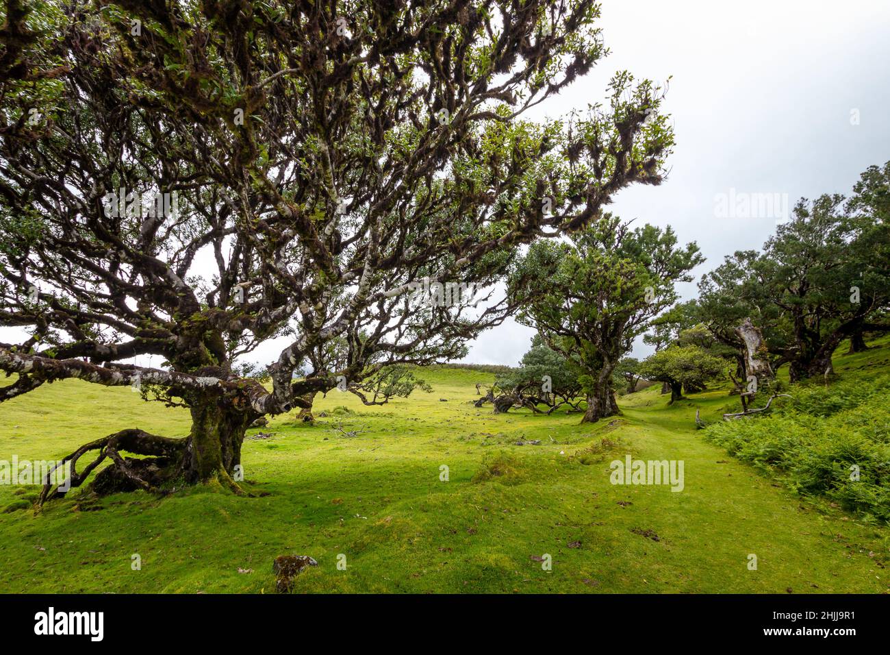 Fanal pond hi-res stock photography and images - Alamy