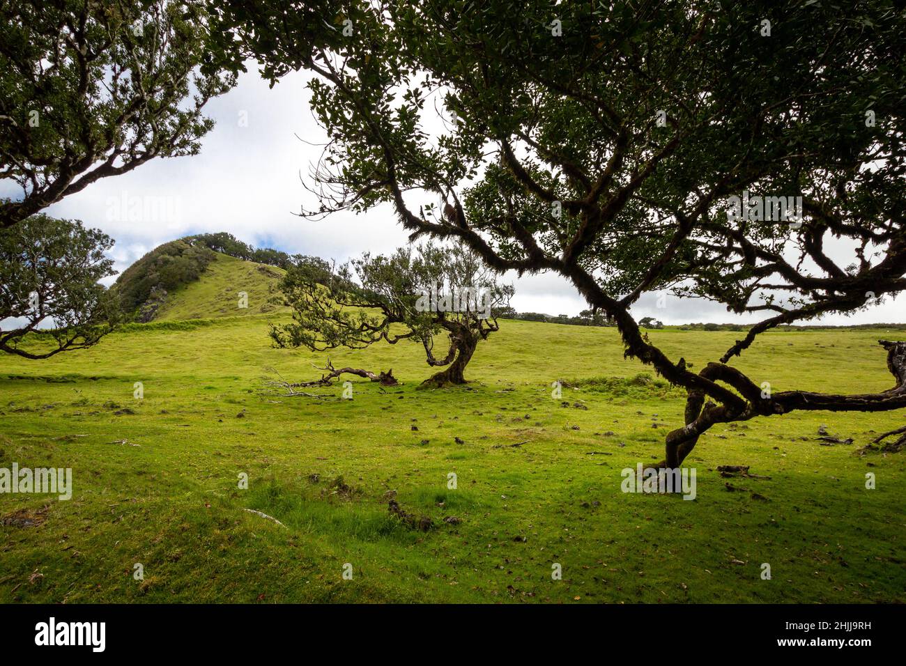Fanal pond madeira hi-res stock photography and images - Alamy