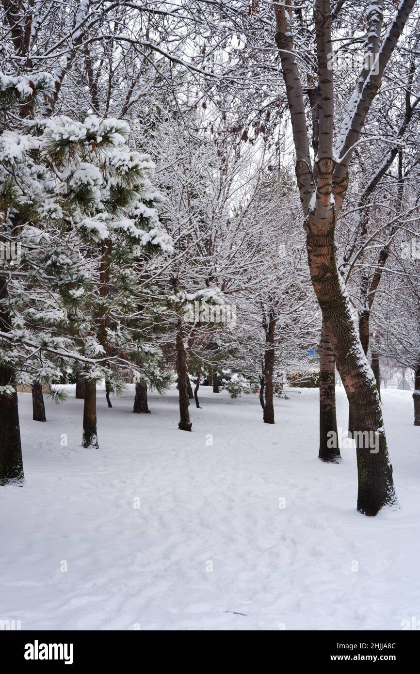 Trees under snow Stock Photo - Alamy