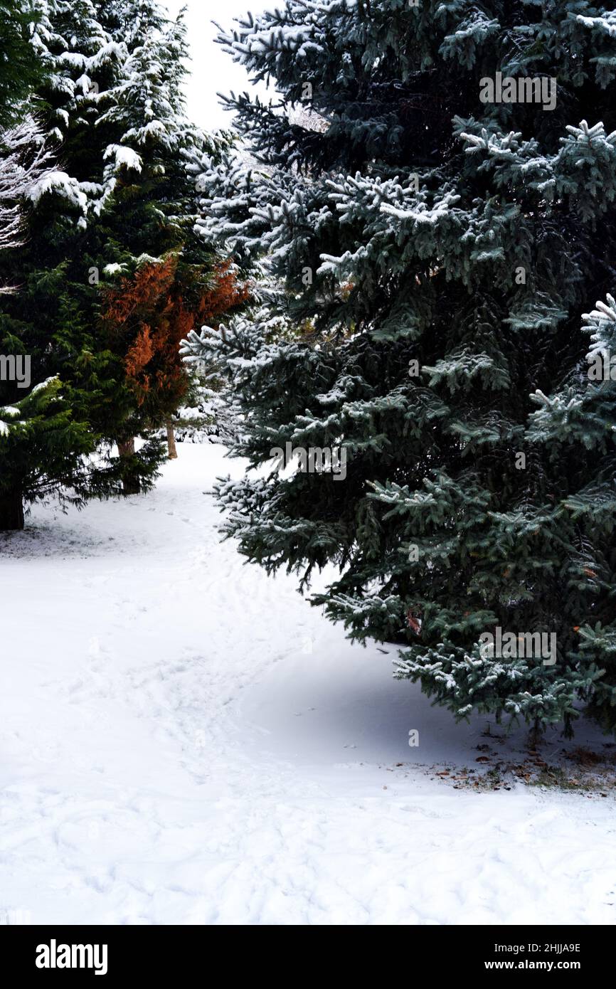 Walk under trees hi-res stock photography and images - Alamy