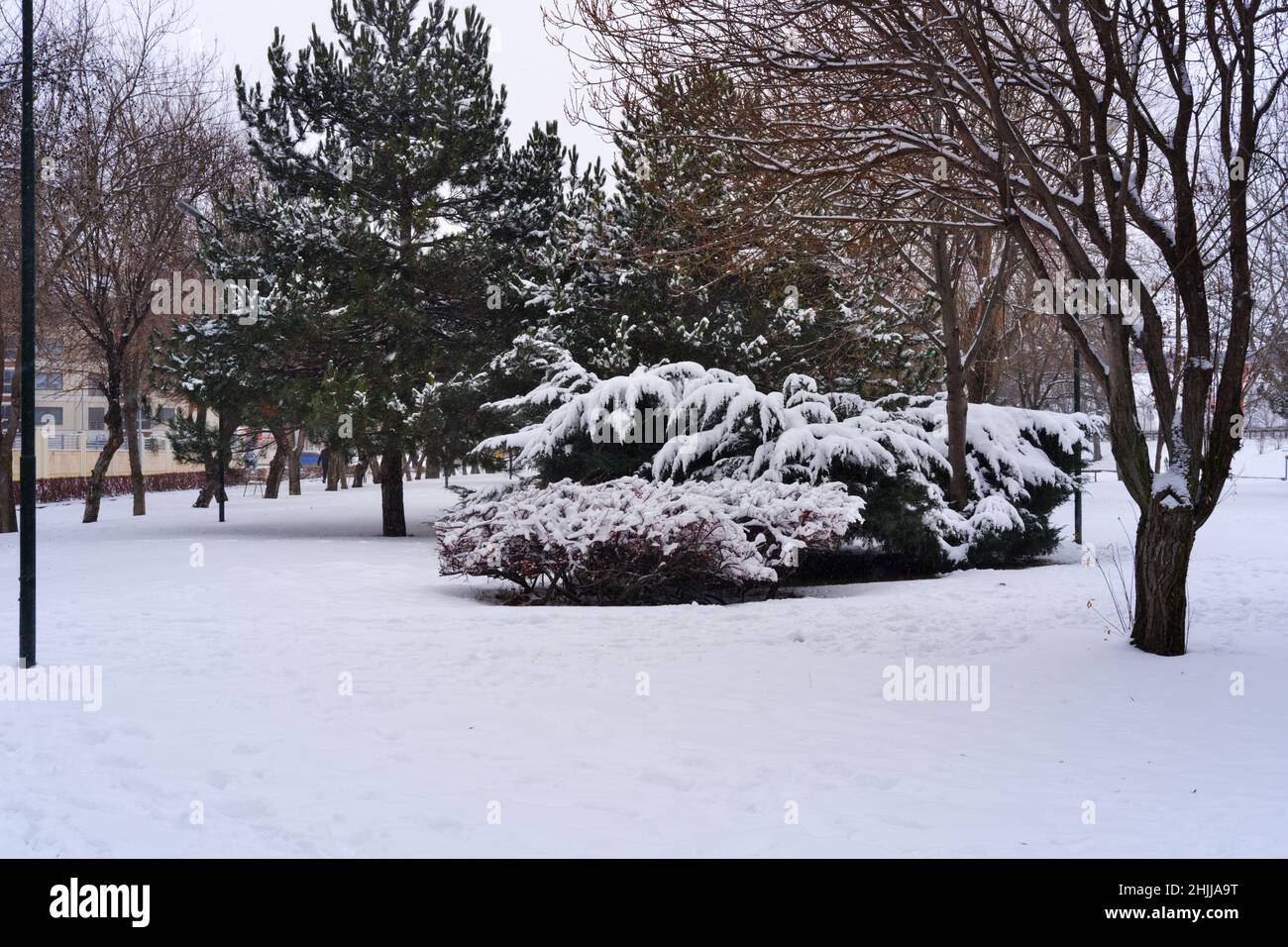 Snowed pine trees hi-res stock photography and images - Alamy