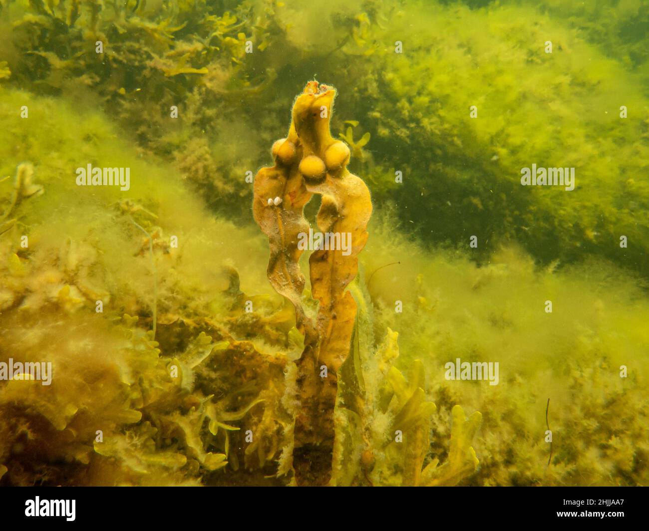 Closeup of Fucus vesiculosus, common names bladderwrack, black tang ...