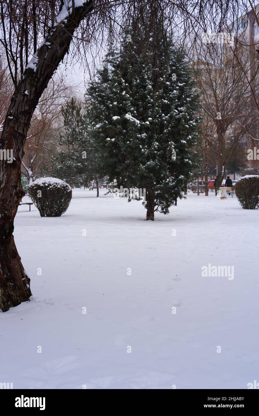 Trees under snow Stock Photo - Alamy