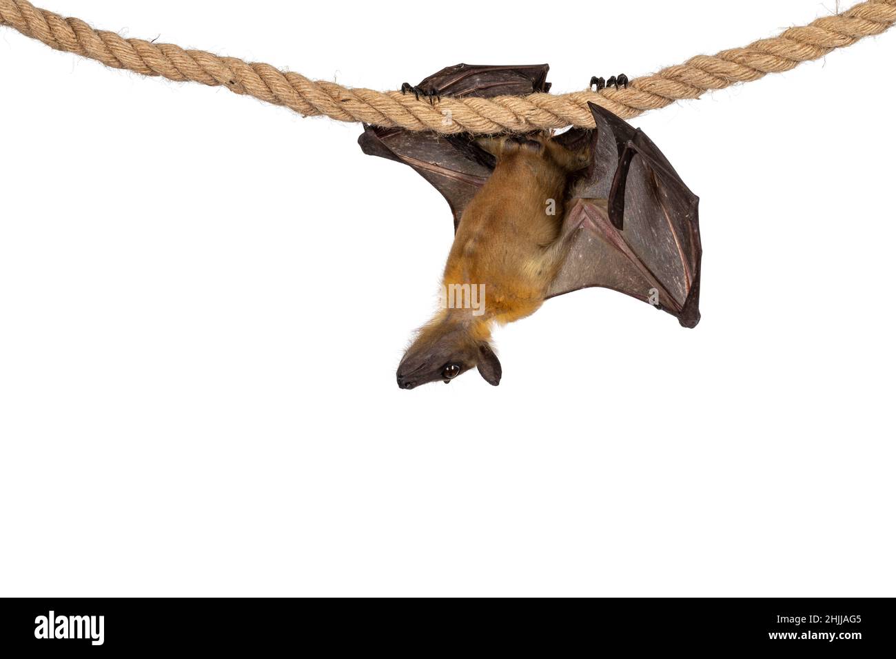 Young adult flying fox, fruit bat aka Megabat of chiroptera, hanging ...