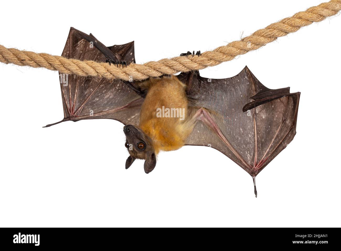 Young adult flying fox, fruit bat aka Megabat of chiroptera, hanging ...