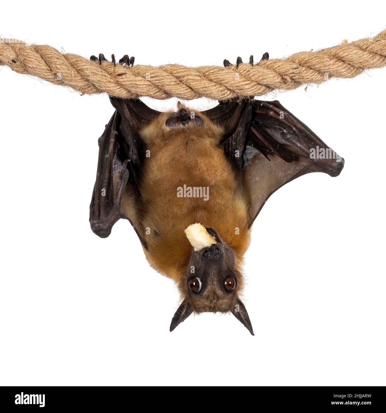 Young adult flying fox, fruit bat aka Megabat of chiroptera, hanging ...