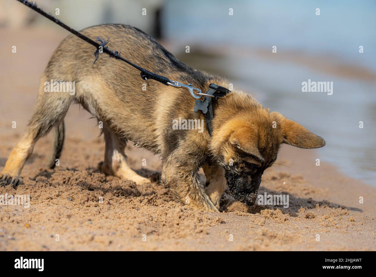 An eleven weeks old German Shepherd puppy playing on a sandy beach ...