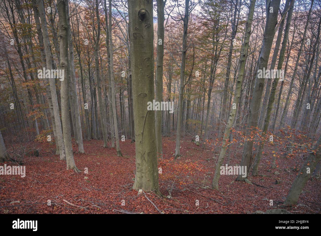 Landscape of the Barbottina Forest in autumn, Calizzano, Savona ...