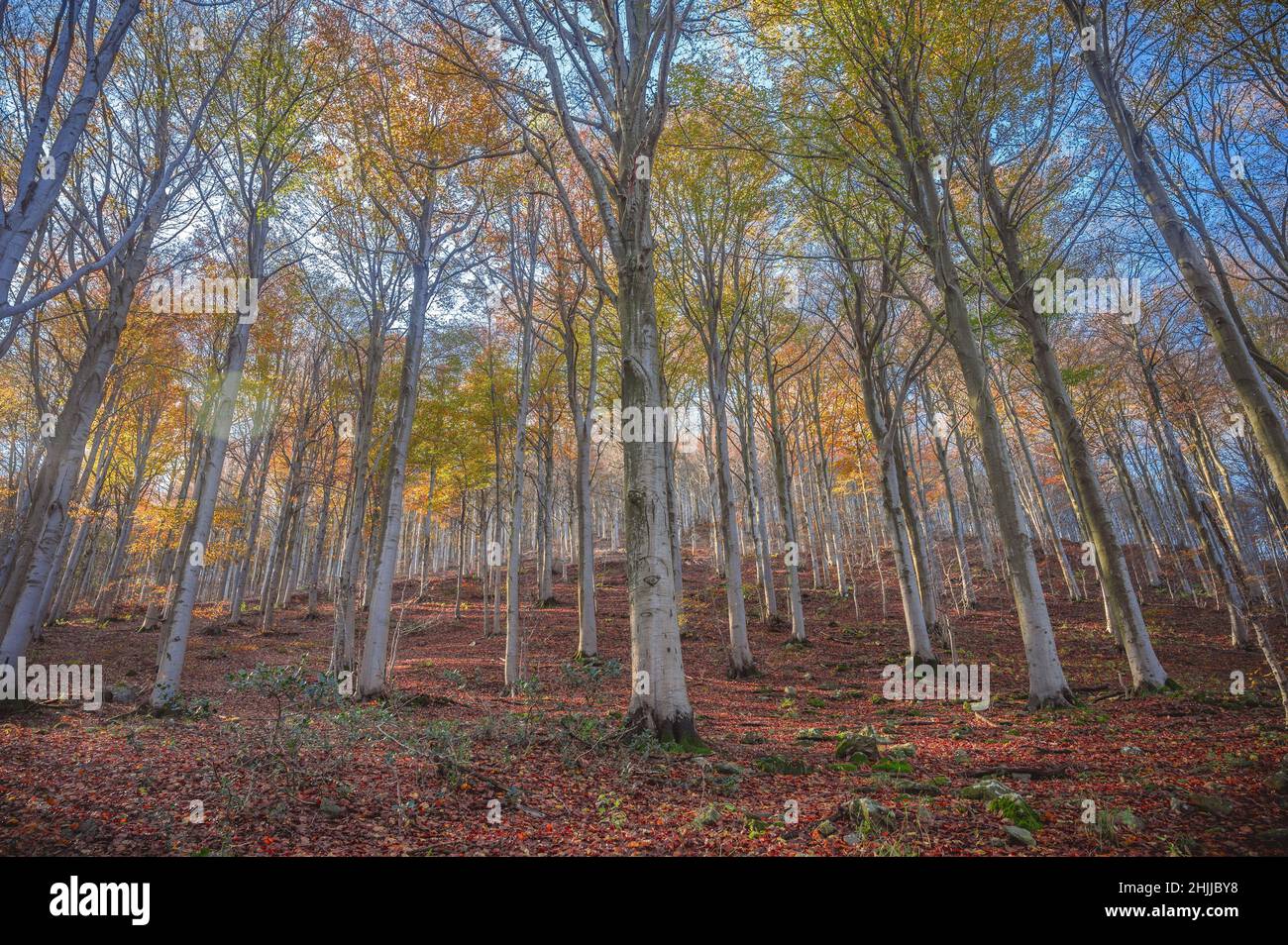 Landscape of the Barbottina Forest in autumn, Calizzano, Savona ...