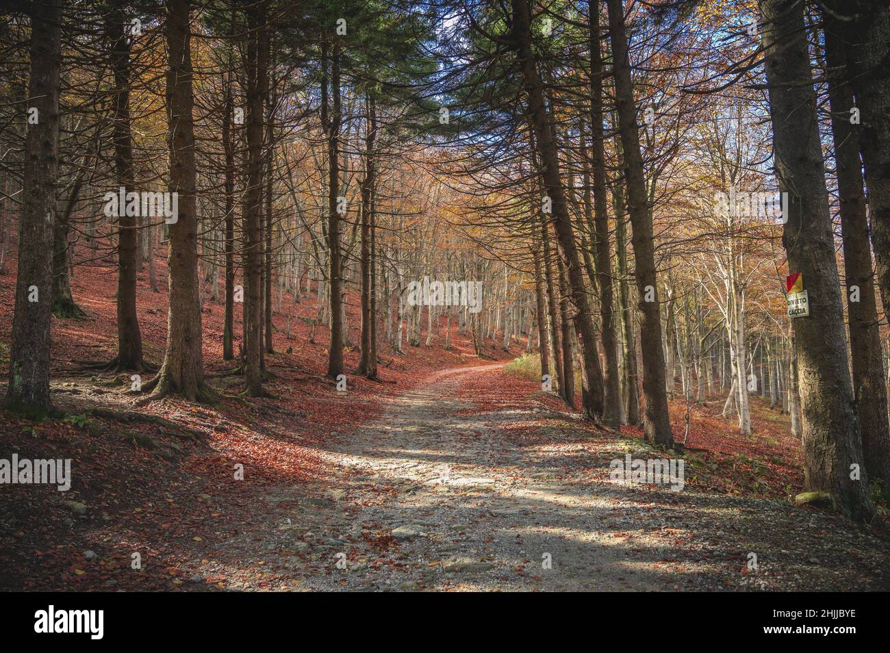 Landscape of the Barbottina Forest in autumn, Calizzano, Savona ...