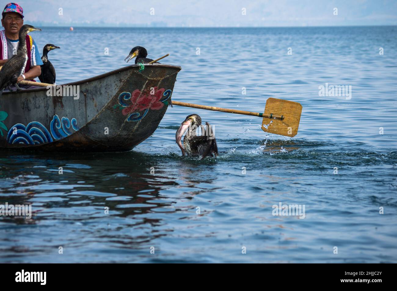 Asia, China, Yunnan, Dali, Erhai Lake, cormoran fishing Stock Photo - Alamy