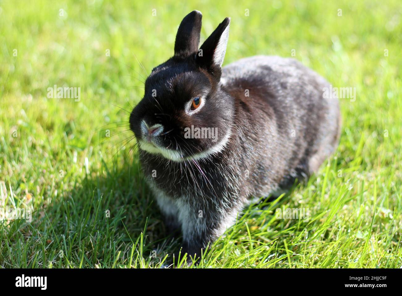 Little black rabbit on green grass background. Netherland Dwarf Rabbit ...