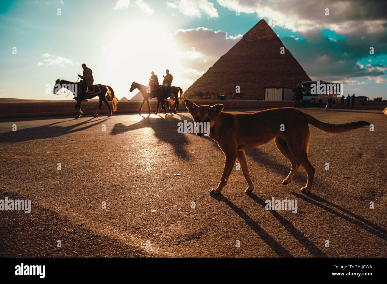 Stray tray hi-res stock photography and images - Alamy