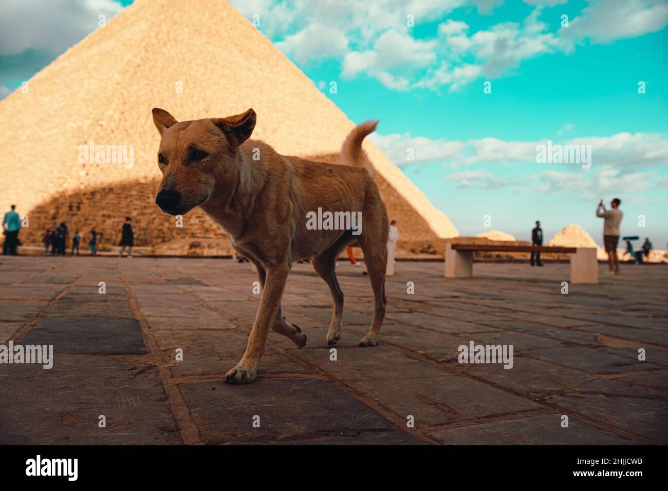 Sad stray hungry dogs at the streets of cairo, egypt. Walking around ...