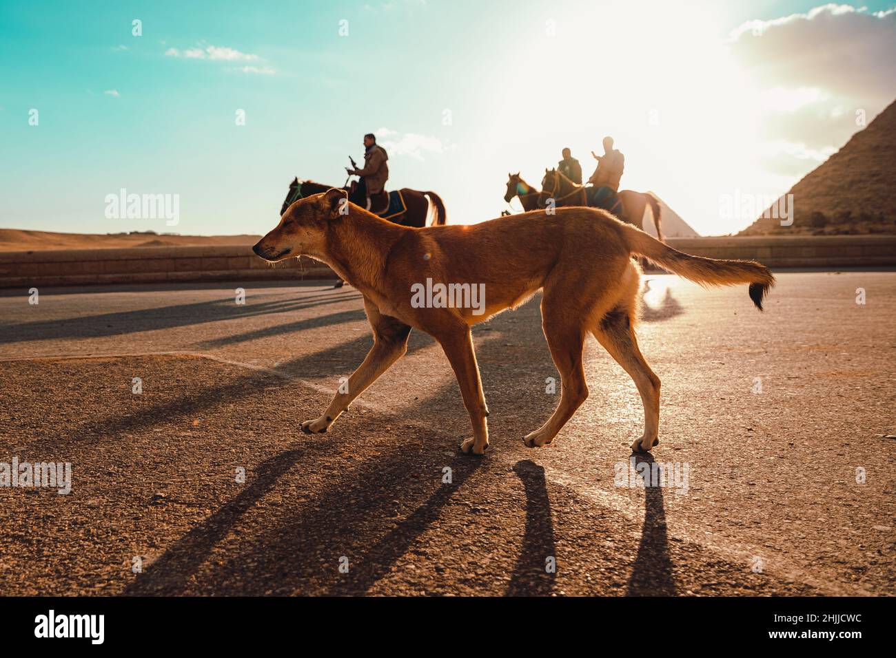 Stray tray hi-res stock photography and images - Alamy