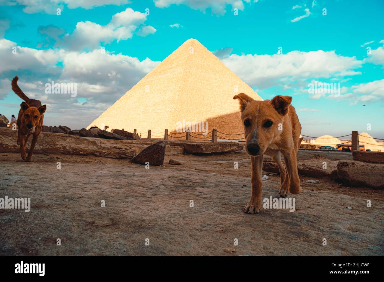 Stray tray hi-res stock photography and images - Alamy