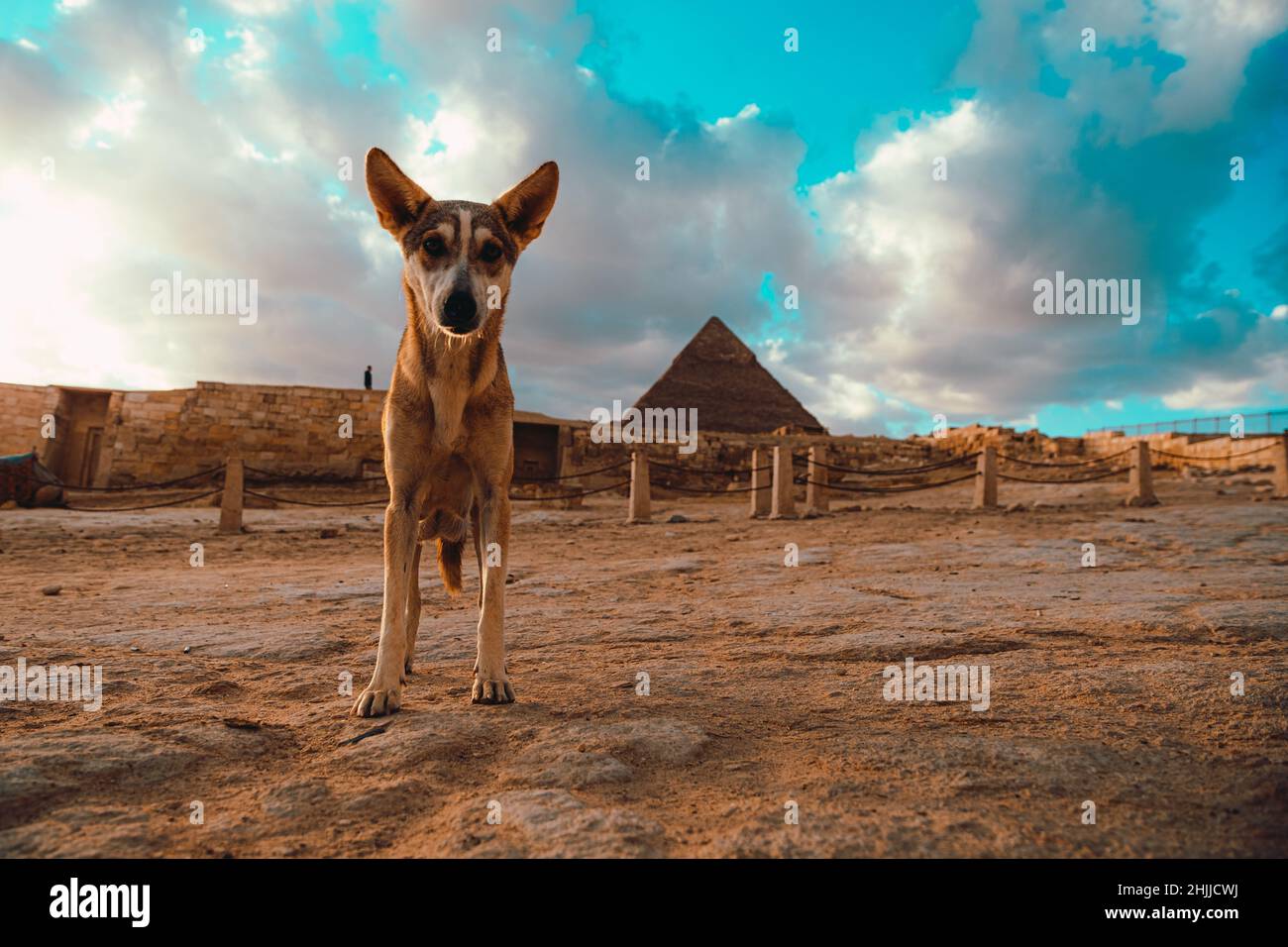 Wild stray dog walking around hi-res stock photography and images - Alamy