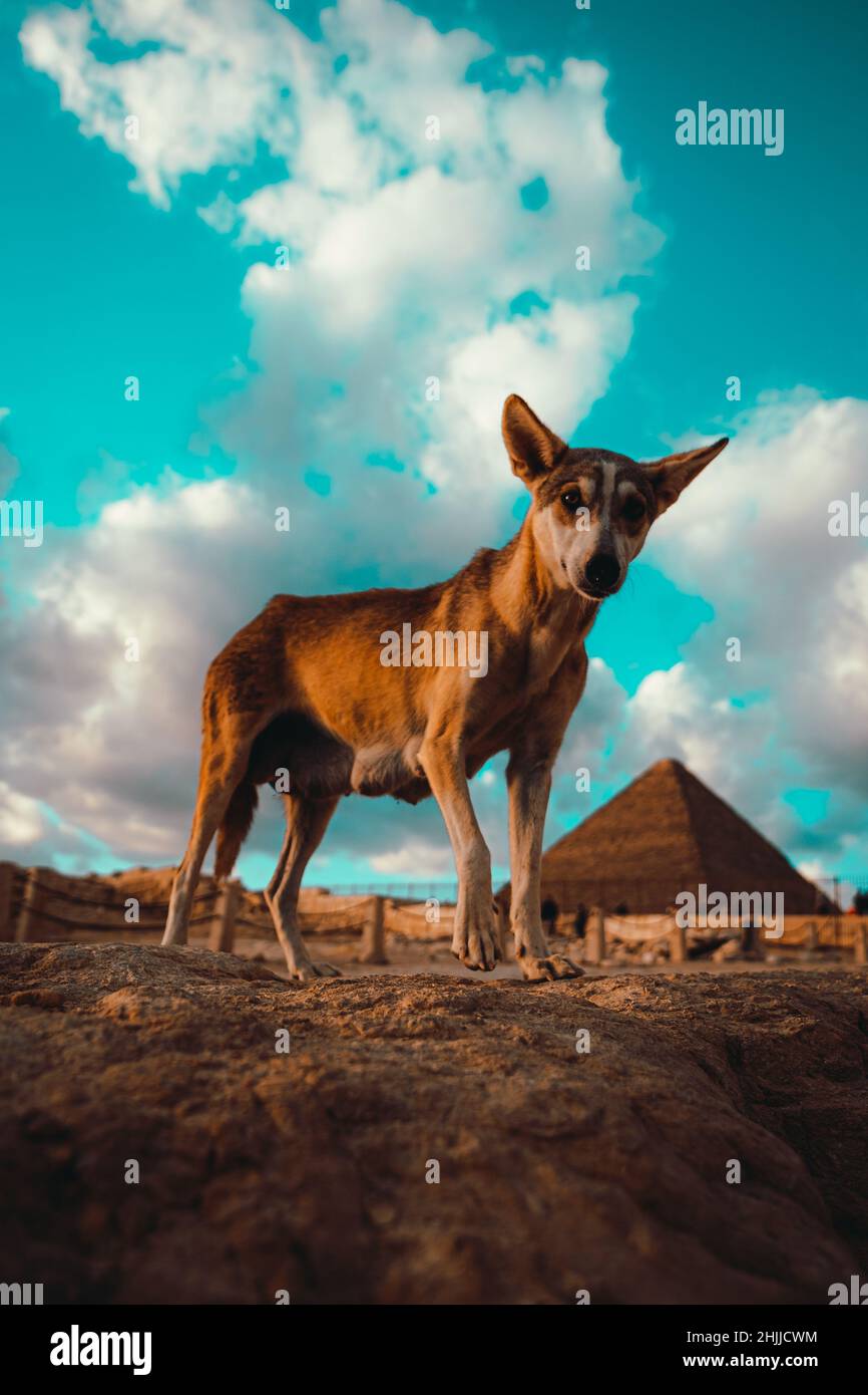 Stray tray hi-res stock photography and images - Alamy