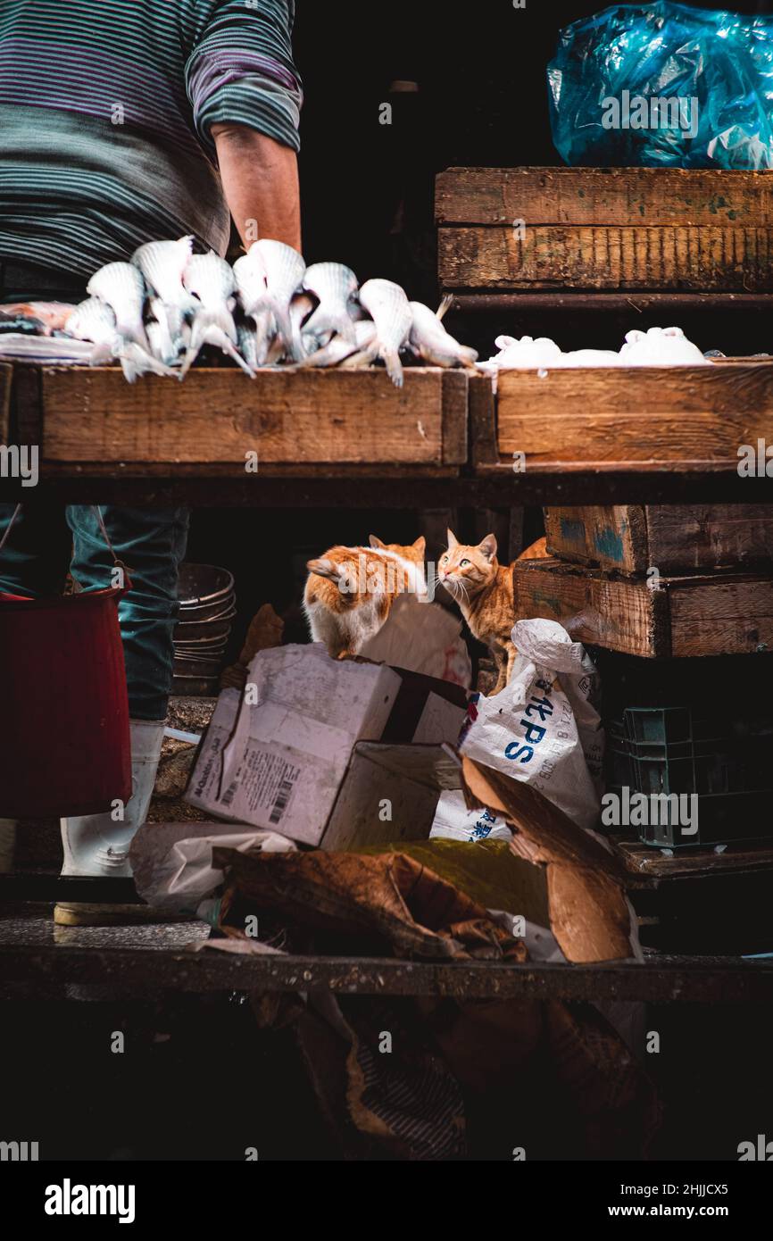 Cairo Egypt December 2021 Vertical shot of several cats at the fish ...