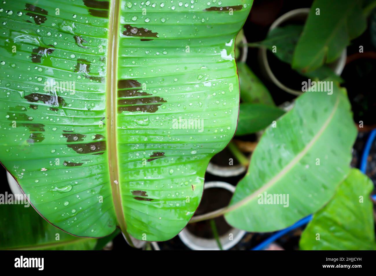 banana plant, blood banana or Musa acuminata or Musa balbisiana leaf ...